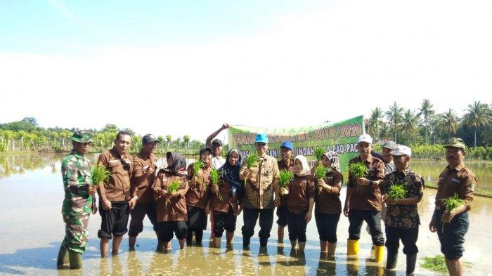 Dinas Pertanian Barru Bantu Kelompok Tani Tanam Padi - Tribun-timur.com