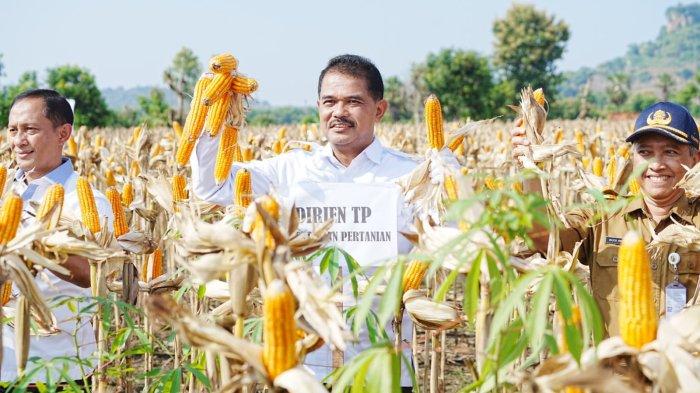 Capaian Luar Biasa, Kementan Apresiasi Panen Raya Jagung di Tuban - Tribun-timur.com