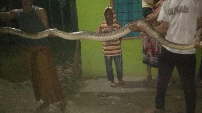Ular Piton 3 Meter Nyaris Masuk ke Rumah Warga di Pallangga Gowa ...