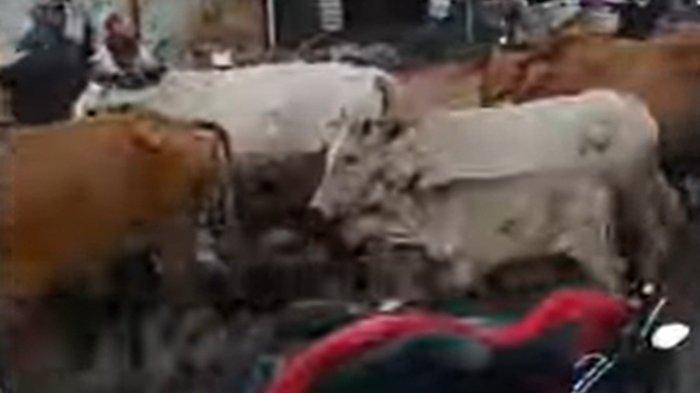 Gerombolan Sapi Buat Motor dan Mobil Rusak di Jalan Raya - Tribun-timur.com