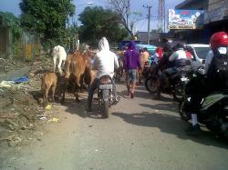 Sapi-sapi ini Bikin Macet Jalan di Antang - Tribun-timur.com