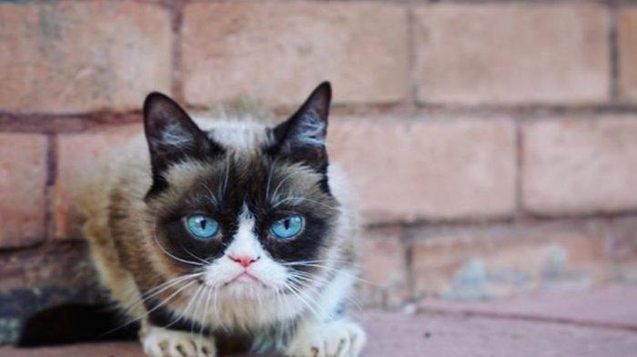 TRIBUNWIKI: Dunia Kehilangan Kucing Lucu Grumpy Cat, Ini Profilnya ...