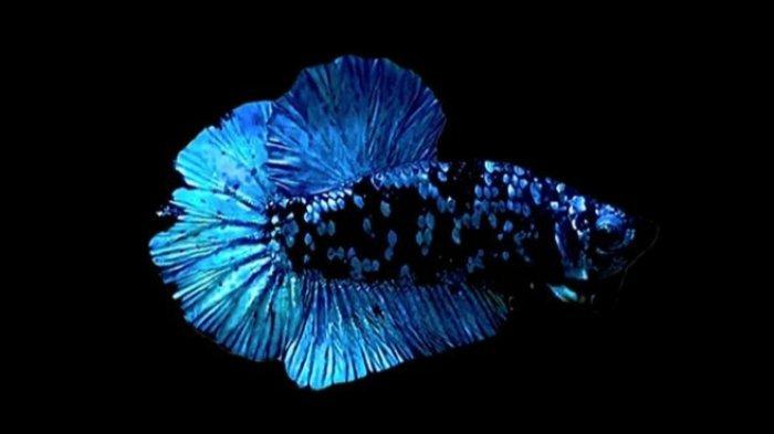 5 Cara Mudah Pelihara Ikan Cupang Avatar, Harganya Capai Rp 3 Juta ...