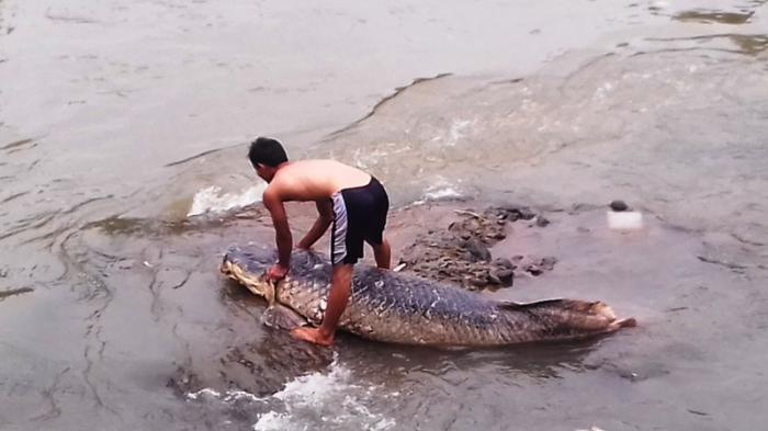 Warga Bogor Temukan Ikan Monster Seukuran Manusia - Tribun-timur.com
