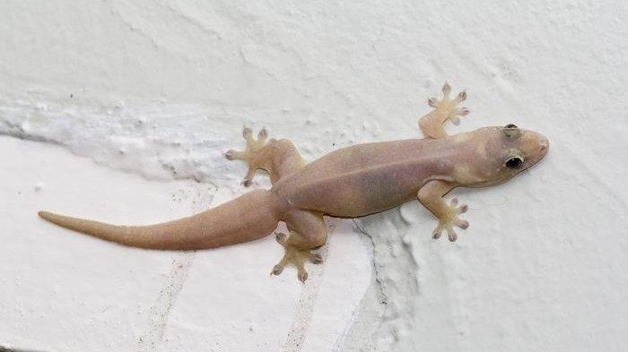 Apa Itu Autotomi? Biasa Dilakukan Cicak dan Kadal - Tribun-timur.com