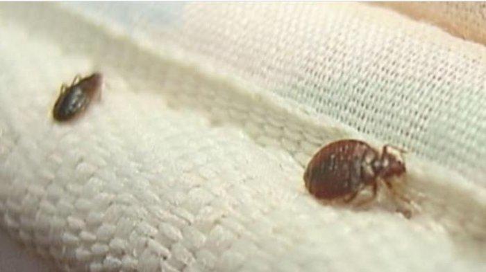 5 Cara Mengusir Tungau, Dinginkan Suhu Kamar hingga Rutin Jemur Kasur ...