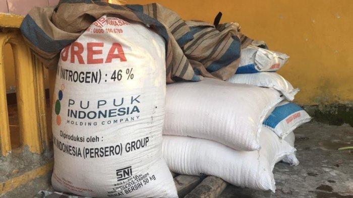 Petani di Luwu Kesulitan Dapat Pupuk Subsidi, Dinas Pertanian Hanya ...