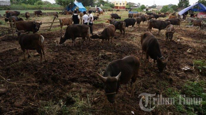 Apa Itu Hewan Vivipar? - Tribun-timur.com