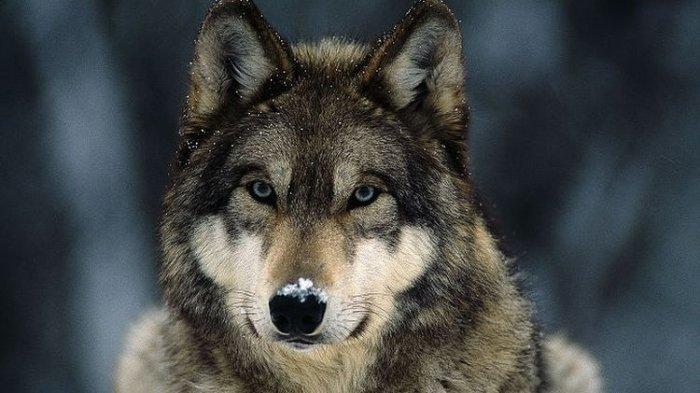Berbeda dengan Anjing, Ini Alasan Kenapa Serigala Susah Dijinakkan ...