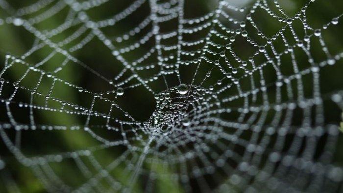 Tahukah Kamu Seberapa Kuat Jaring Laba-Laba? - Tribun-timur.com