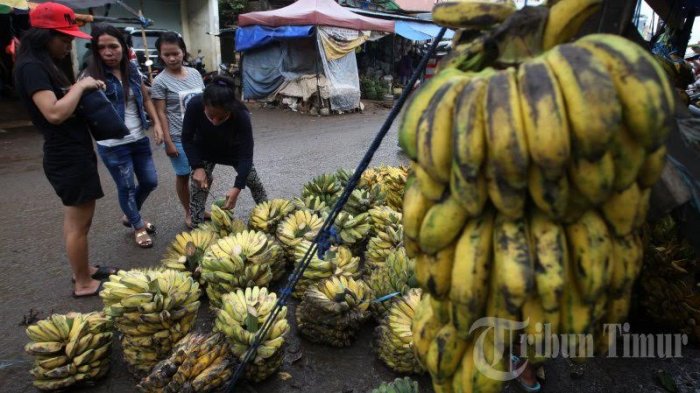 FOTO: Stok Pisang di Pasar Terong - Tribun-timur.com