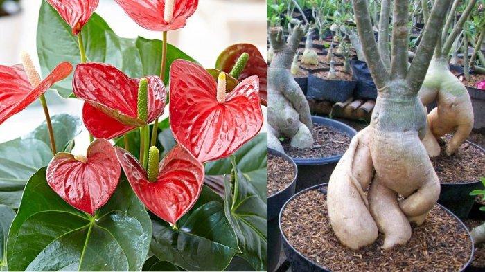 Daftar 7 Tanaman Hias yang Sangat Populer di Indonesia, Ada Mawar ...