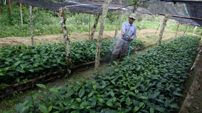 FOTO: Indahnya Kebun Kopi Toarco Toraja Utara dari Darat dan Udara ...