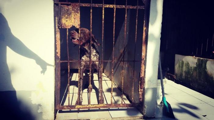 Polda Sulsel Miliki Anjing Jenis Pointer, Anjing Pencari Paling Ulung ...