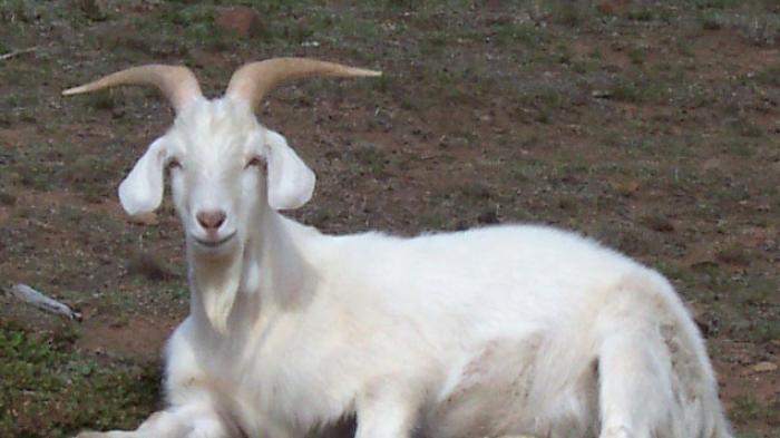 Ini Bagian Tubuh Kambing yang Sehat Dimakan - Tribun-timur.com