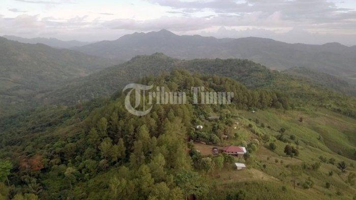 FOTO DRONE: Hutan Pinus Puncak Tinambung - Tribun-timur.com
