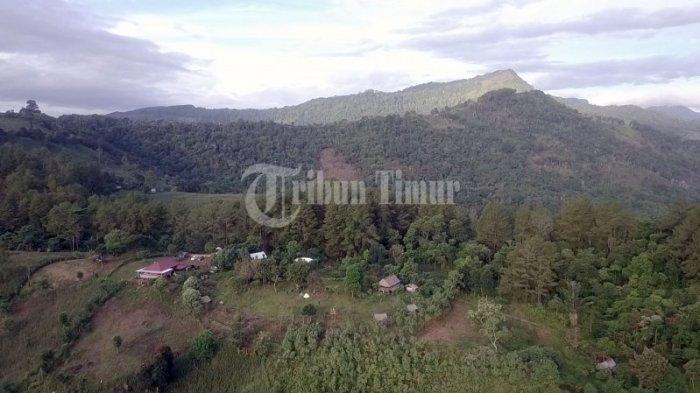 FOTO DRONE: Hutan Pinus Puncak Tinambung - Tribun-timur.com