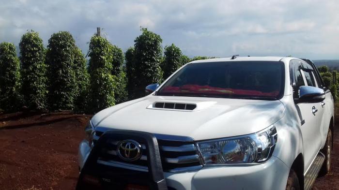 Petani Bantilang Lutim Sudah Berkelas: Hilux di Kebun Merica, Fortuner ...