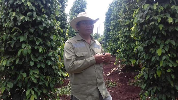 Anak Bantilang Luwu Timur Merantau Kuliah Bawa Merica, Isi Rekening Rp ...