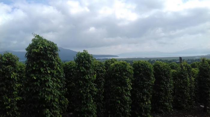 FOTO: Kebun Merica di Towuti Luwu Timur, Panen Bulan Depan - Tribun ...