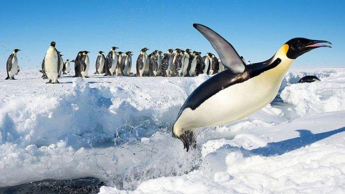 Mengapa Tubuh Penguin Berwarna Hitam Putih? - Tribun-timur.com