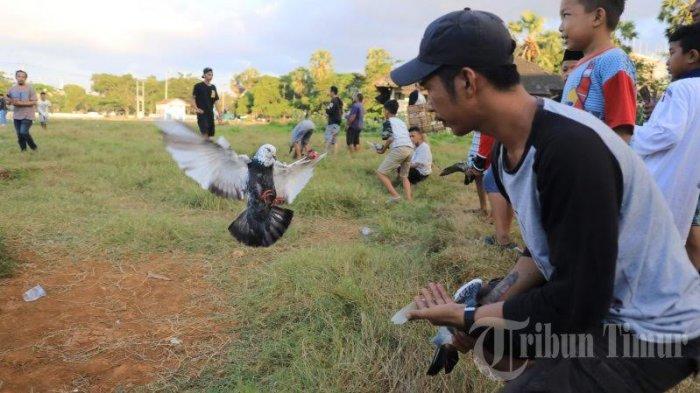 Ciri-ciri Merpati Balap yang Bagus, Pas untuk Lomba - Tribun-timur.com