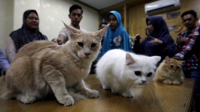 Fakta-fakta Kucing Lebih Bersih daripada Manusia, Cocok untuk Terapi ...