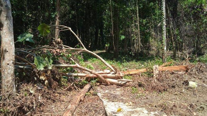 Kadis DLH Luwu Bentuk Tim Investigasi Selidiki Pembalakan Hutan Simoma ...