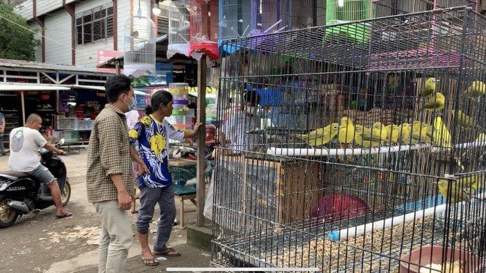 Berburu Hewan Peliharaan di Pasar Hobi Makassar, Ada Ikan Cupang ...
