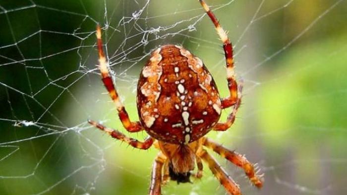 Jangan Dibunuh, ini 5 Fakta Mengejutkan Laba-laba - Tribun-timur.com