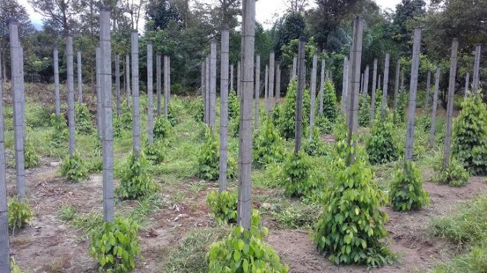 Petani Luwu Utara Mulai Kembangkan Tanaman Merica - Tribun-timur.com