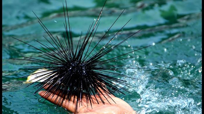 Akhir Pekan, Deng Ical Perkenalkan Landak Laut ke Rakyat Pulau Laelae ...