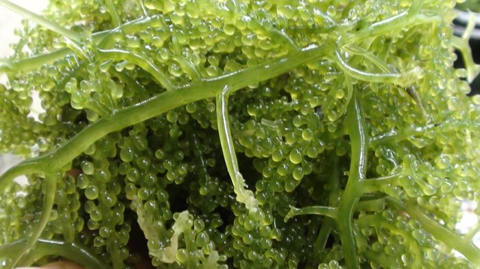 Hanya Ada di Takalar, Ini Manfaat Rumput Laut Lawi-Lawi yang Jadi ...
