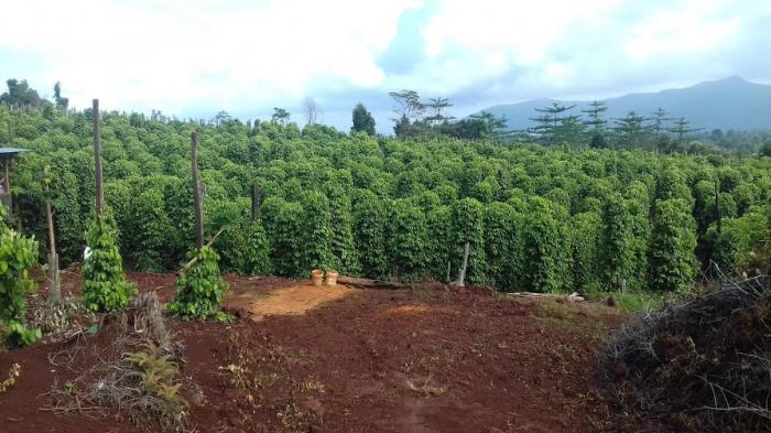 FOTO: Kebun Merica di Towuti Luwu Timur, Panen Bulan Depan - Tribun ...