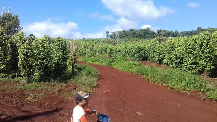 FOTO: Kebun Merica di Towuti Luwu Timur, Panen Bulan Depan - Tribun ...