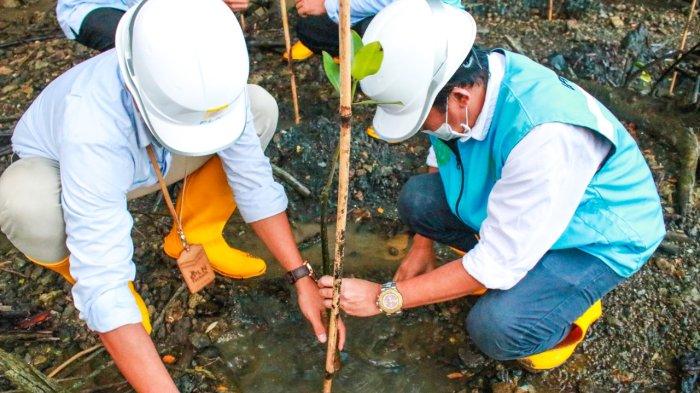 Perluas Area Hijau, PLN Tanam Bibit Mangrove di Sekitar Outfall PLTU ...
