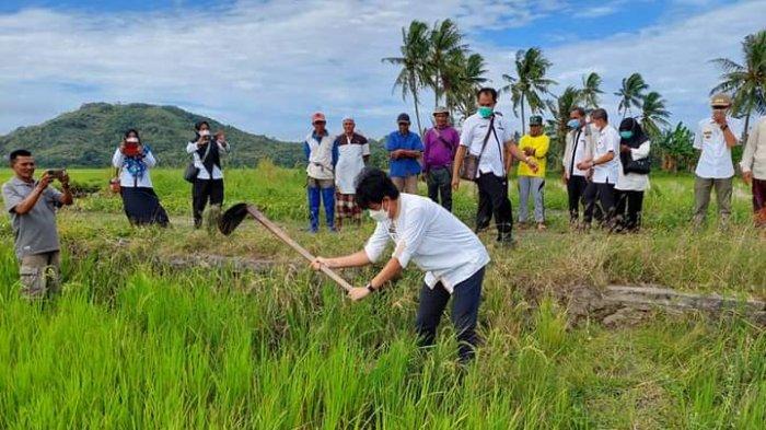 Mappalili, Tradisi Kelompok Tani di Kabupaten Pinrang - Tribun-timur.com