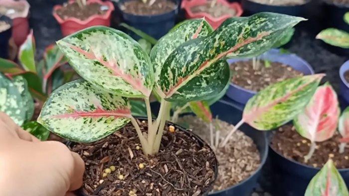 Cara Membuat Akar Tanaman Aglonema Menjadi Putih dan Tumbuh Subur ...