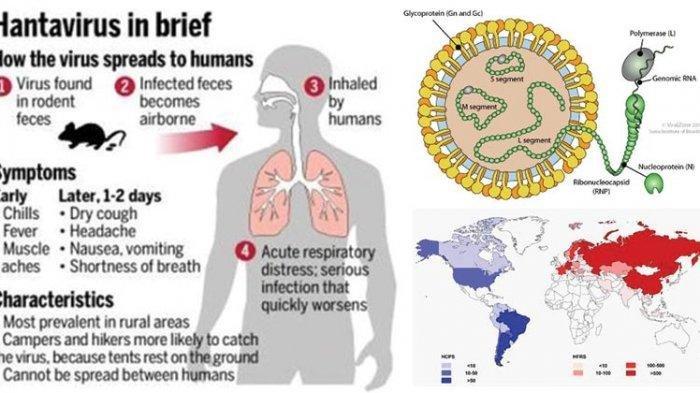Mengenal Hantavirus Yang Resahkan Lagi Warga China Virus Ini Bisa