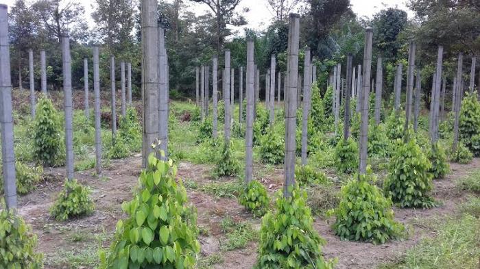 Petani Luwu Utara Mulai Kembangkan Tanaman Merica - Tribun-timur.com