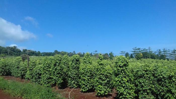 FOTO: Kebun Merica di Towuti Luwu Timur, Panen Bulan Depan - Tribun ...
