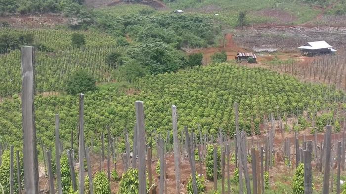 FOTO: Kebun Merica di Towuti Luwu Timur, Panen Bulan Depan - Tribun ...