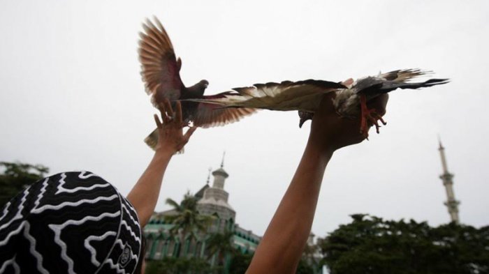 FOTO: Melihat Latihan Burung Merpati Balap - Tribun-timur.com