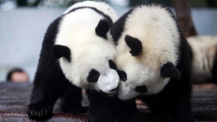 Akhirnya Panda Tak Lagi Terancam Punah, Tapi 4 Gorila Indonesia Ini ...