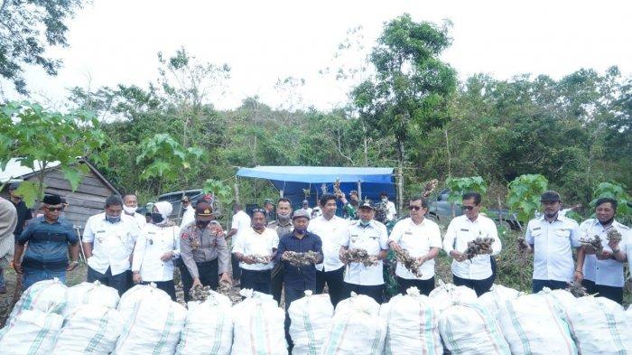 Desa Baringeng Bone Bakal Jadi Desa Penghasil Jahe - Tribun-timur.com