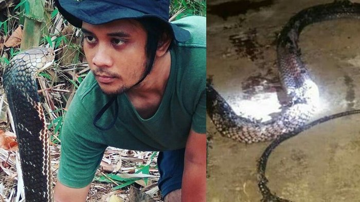 Panji Sang Petualang Ungkap Ciri Ular Piton yang Bisa Menelan Manusia ...