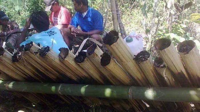 Pa'piong, Kuliner Khas di Acara Adat Toraja - Tribun-timur.com