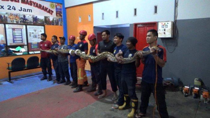 Cara Damkar Parepare Evakuasi Ular Piton Jumbo Beratnya 130 Kilogram ...