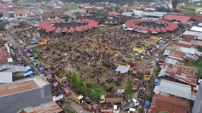 Suasana Pasar Hewan Bolu Toraja Utara dari Udara, Kerbau Rp 1 miliar ...