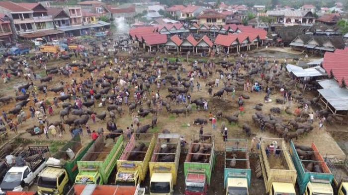 Suasana Pasar Hewan Bolu Toraja Utara dari Udara, Kerbau Rp 1 miliar ...